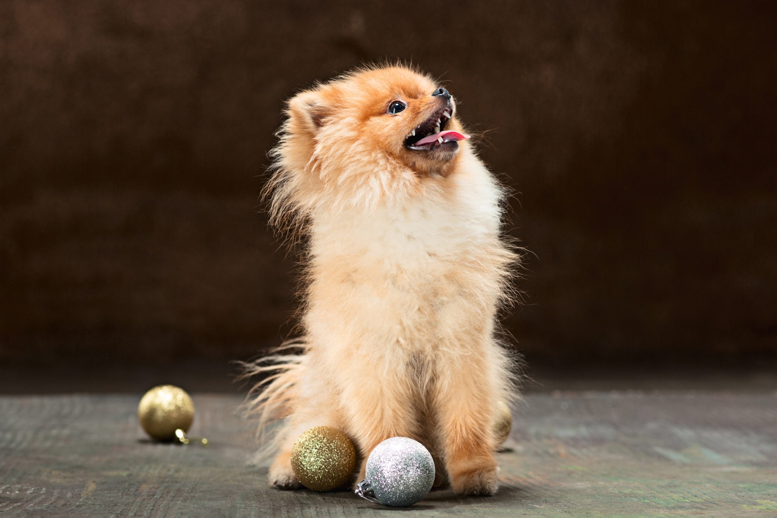 Indian Spitz - Vets for Pets